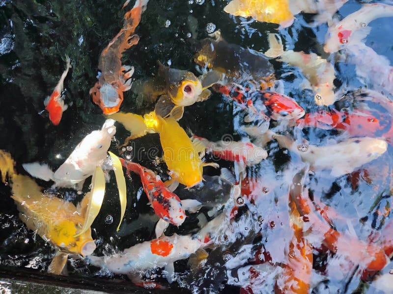 All Gold Fish at Kebon Cafe Stock Photo - Image of fish, cafe: 344027300