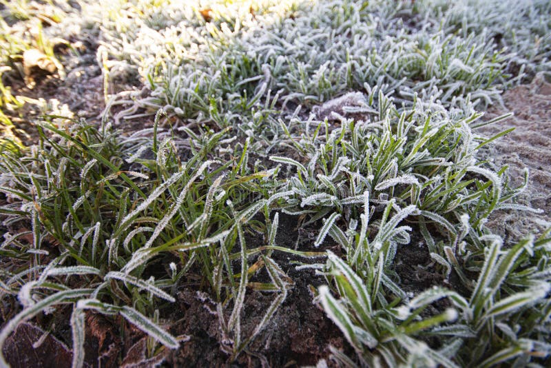 Grass covered in ice stock image. Image of wildflower - 247909641