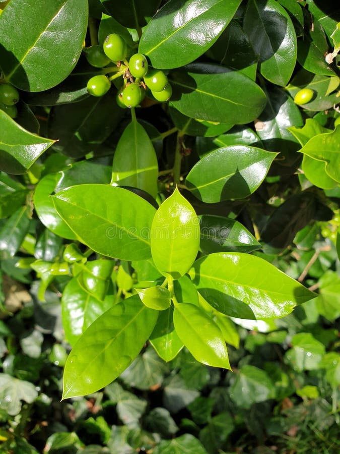 All green and sunny stock photo. Image of garden, plant - 187943680