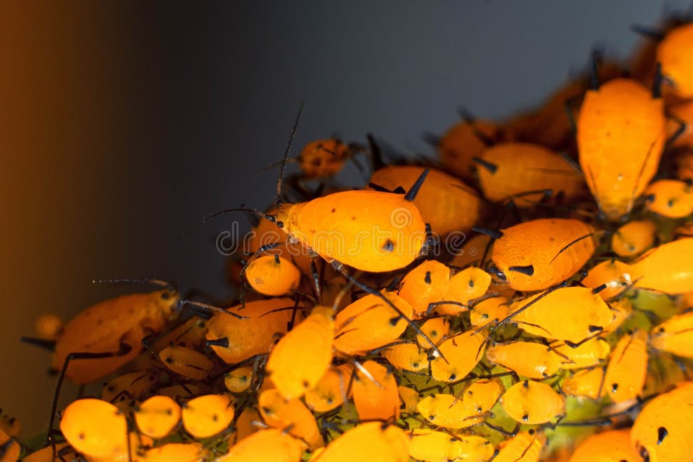 All Hallow s Aphids stock photo. Image of nature, hallows - 79723412