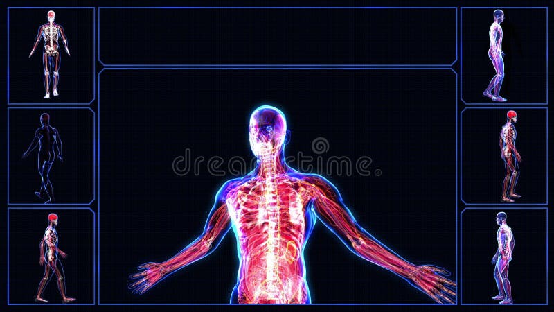 All human body systems stock video. Video of blood, person - 39224265