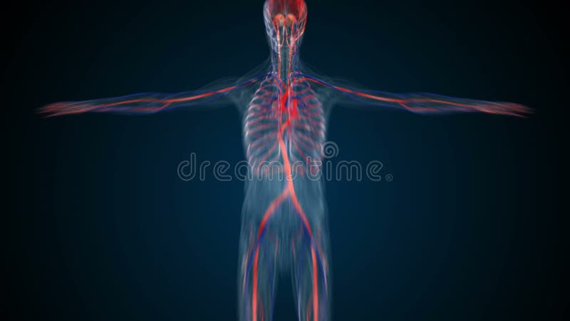 Human Body - Female Lymphatic System - Body. Loop Stock Video - Video ...