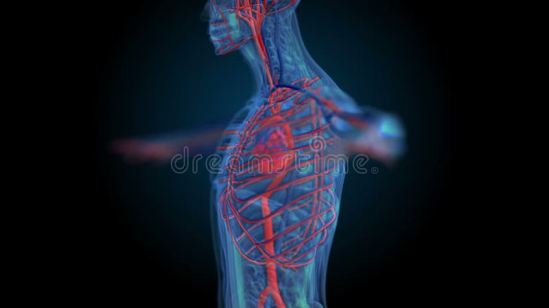 All Human Body Systems. Transition Body - Circulatory System - Body ...