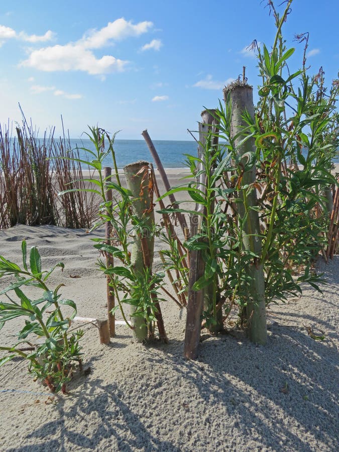 All Kind of Shells on the Beach. Stock Image - Image of sunshine ...