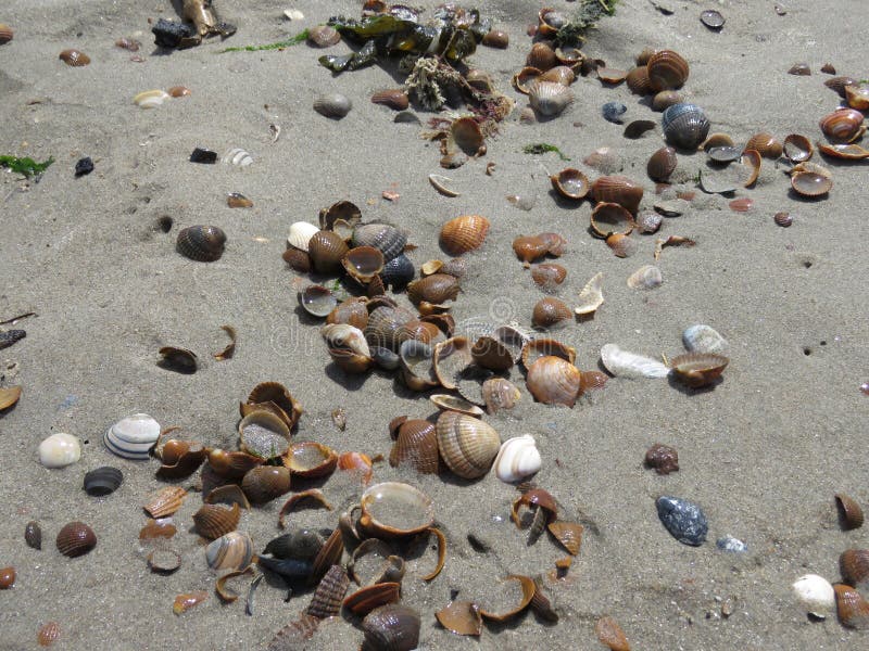 All Kind of Shells on the Beach. Stock Photo - Image of kind, bright ...
