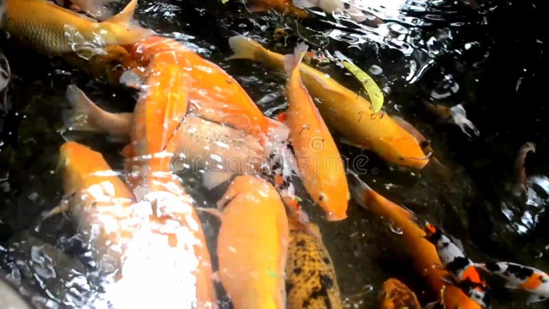 Koi fish stock footage. Video of area, beauty, green - 212376560