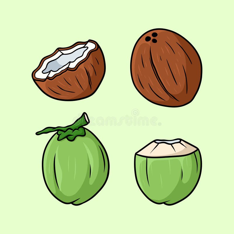 All Kinds of Coconut Set Cartoon Vector Stock Vector - Illustration of ...
