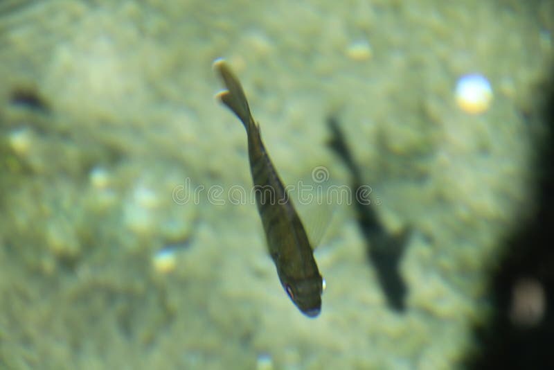 All by my self stock photo. Image of green, florida - 142650536