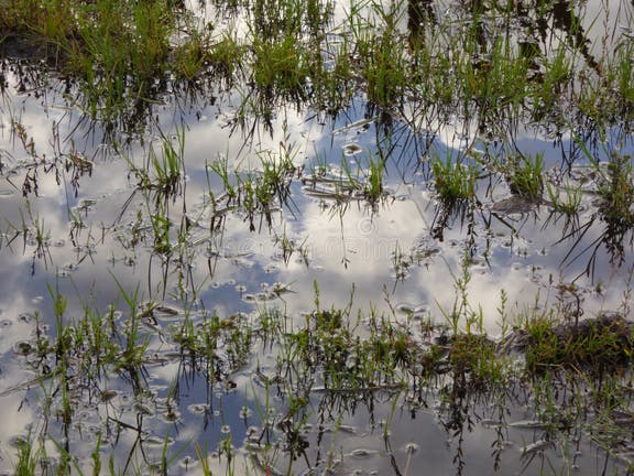 All in One Puddle stock photo. Image of grass, clouds - 58053220