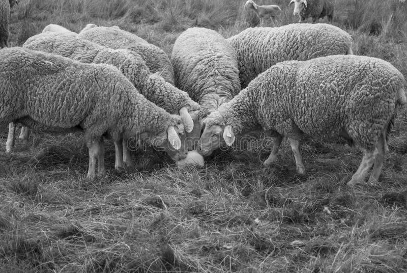 All for One stock image. Image of scale, merino, mammal - 41208627