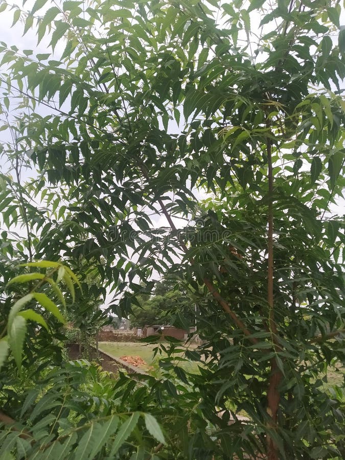 All Parts of Neem Trees and Not Just the Leaves . Stock Photo - Image ...