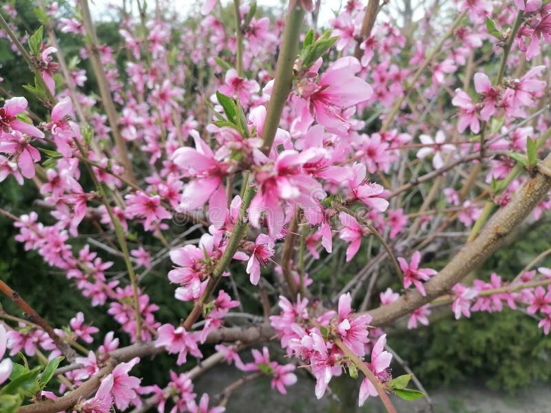 Peach tree in bloom stock photo. Image of bloom, peach - 259607380