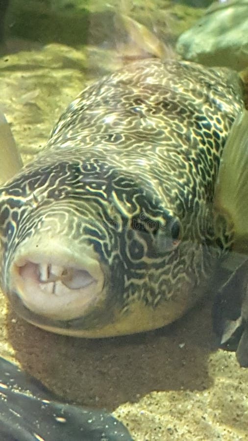 All Puffed Up editorial photo. Image of laying, scary - 256820281