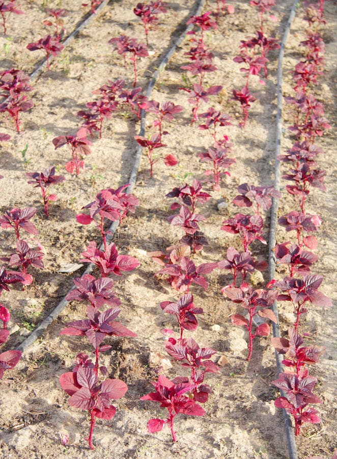 All Red Leaf with Drip Water System at Shallow DOF Stock Image - Image ...
