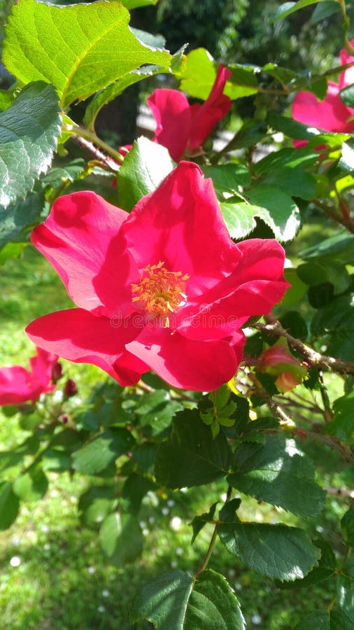 Magic red rose stock photo. Image of flower, rose, magic - 171451864