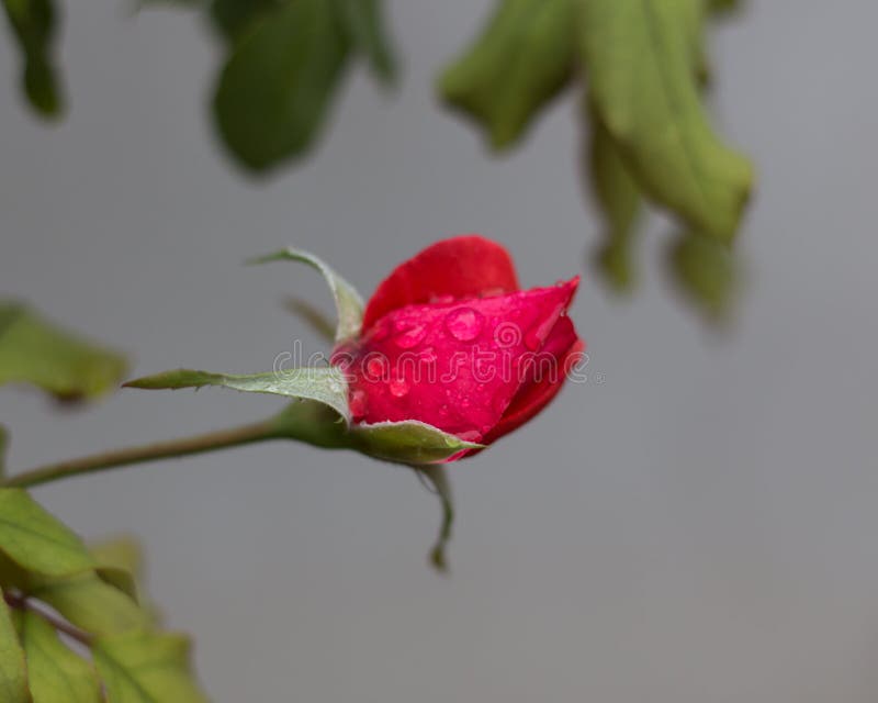 Among All the Roses, the Most Beautiful of the Garden Stock Photo ...