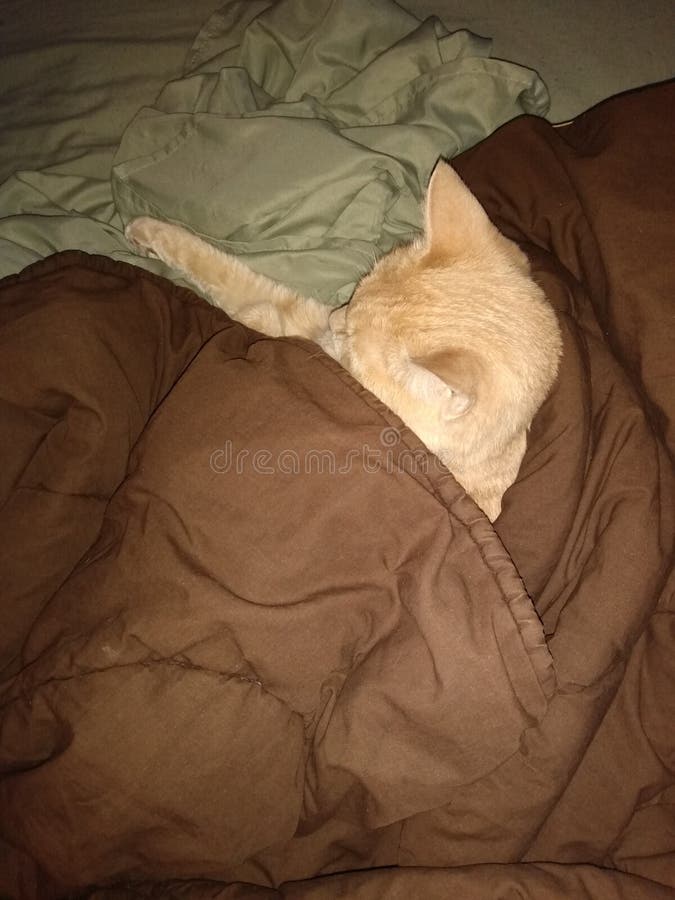 All Snug As a Bug in a Rug ; Which Actually Sounds Pretty Gross Stock ...