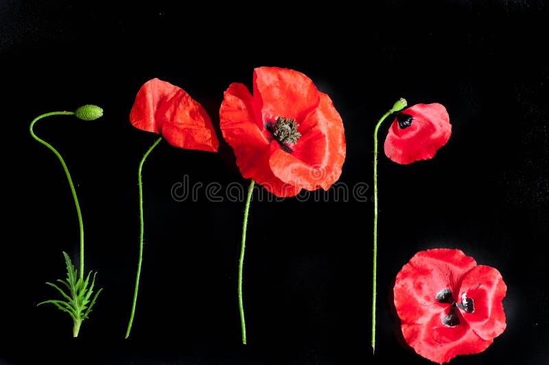 All Stages of Blooming, Red Poppies Stock Photo - Image of american ...