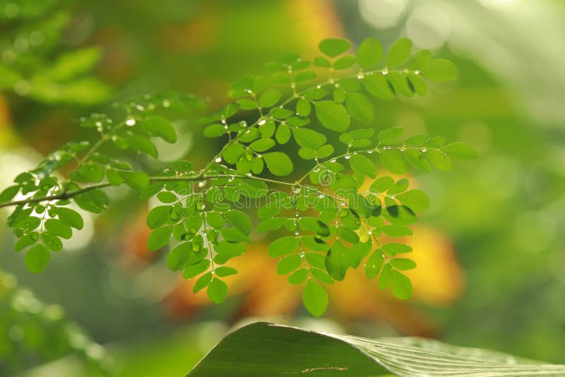 In All Things of Nature There is Something of the Marvelous Stock Image ...