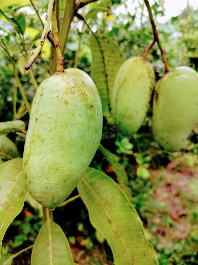 All-time Catimon Mango in August in a Tree Stock Image - Image of ...