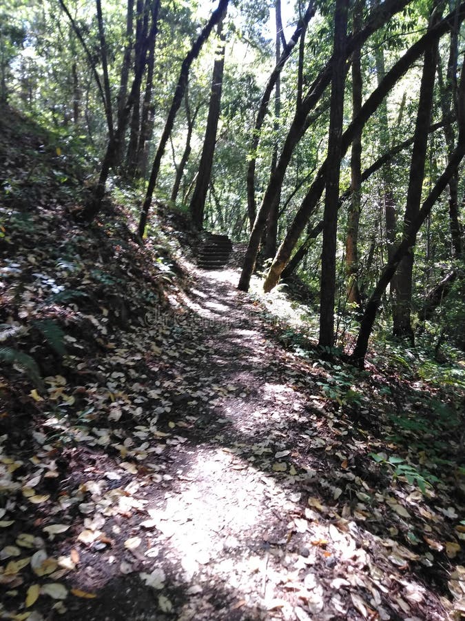 A simple walk in the woods stock photo. Image of large - 152592854