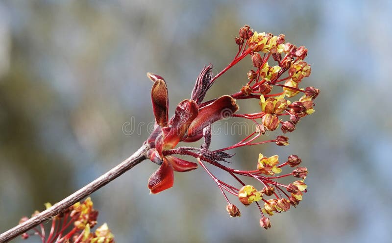 All the Trees Bloom in Spring Stock Image - Image of ukraine, seeds ...