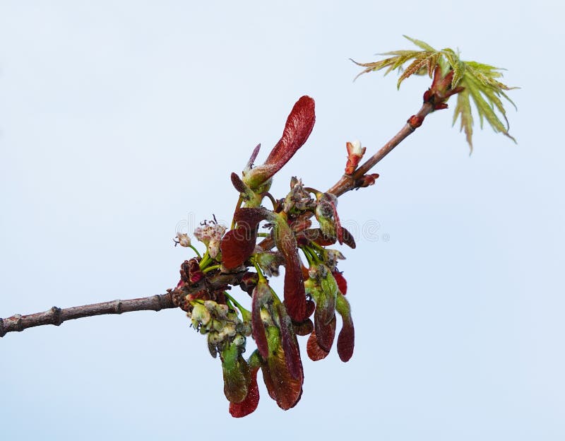 All the Trees Bloom in Spring Stock Image - Image of tree, buds: 250743719
