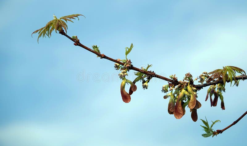 All the Trees Bloom in Spring Stock Image - Image of start, trees ...