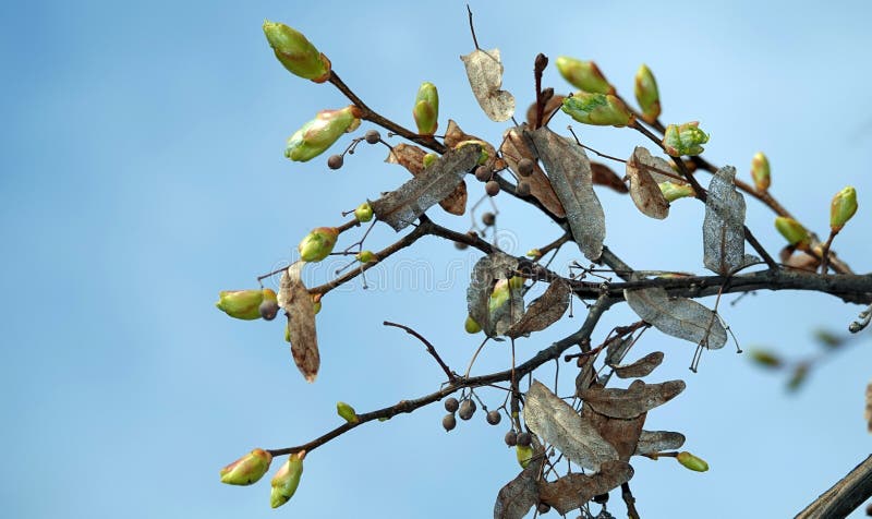All the Trees Bloom in Spring Stock Image - Image of pink, life: 250743765