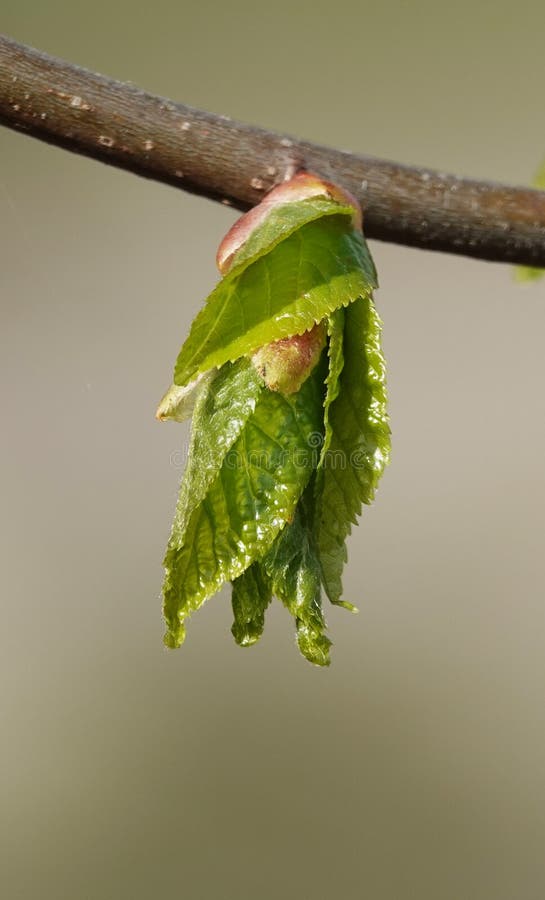 All the Trees Bloom in Spring Stock Photo - Image of background ...