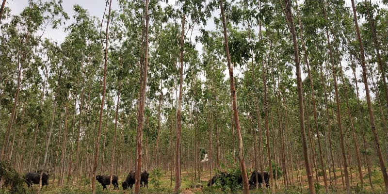 Trees stock image. Image of buffalo, wallpaper, trees - 126231787