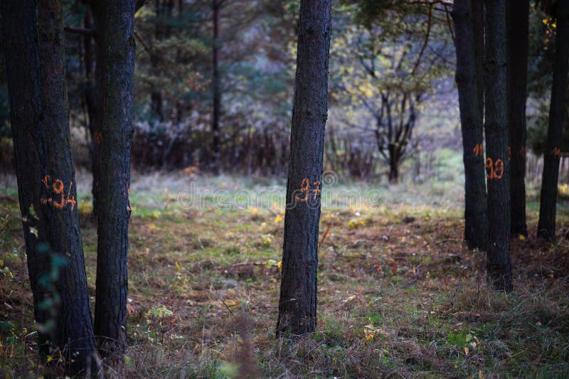 Trees with numbers stock photo. Image of woodland, meadow - 202110912