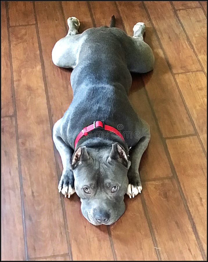 All tuckered out stock image. Image of pitbull, tuckered - 104281643