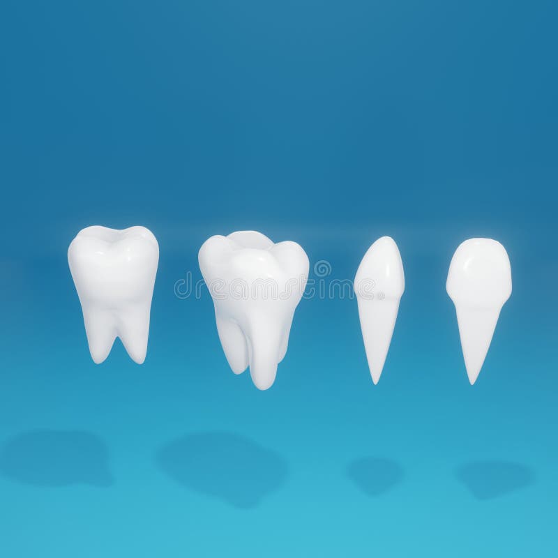Types of Human Teeth 3d Render Image Stock Illustration - Illustration ...