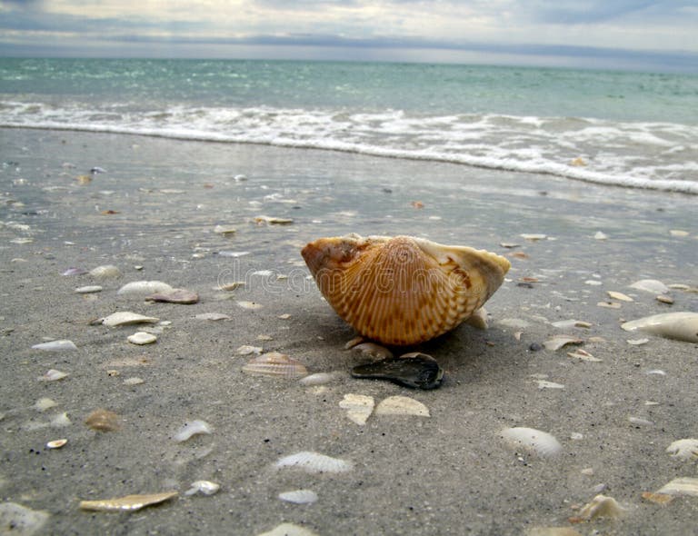 All Washed Up stock image. Image of shelling, driftwood - 13282391