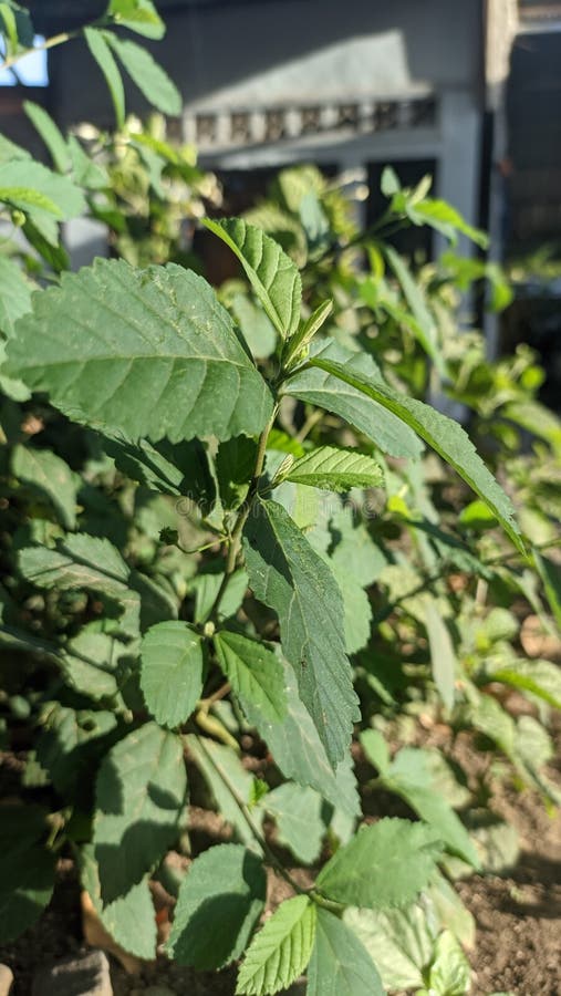 All-weather greenery stock image. Image of beautiful - 263633009