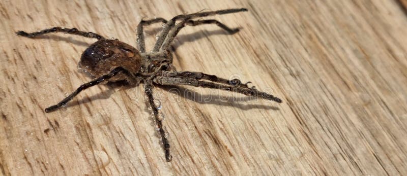 An All Wet Rain Spider. Harmless Stock Image - Image of harm, harmless ...