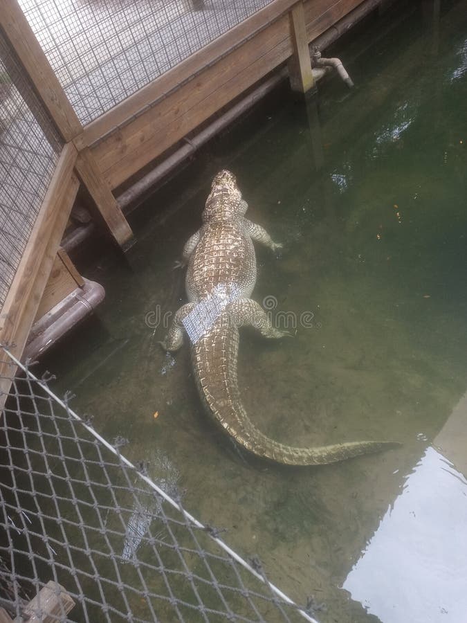 All white alligator stock image. Image of iron, reptile - 227629277