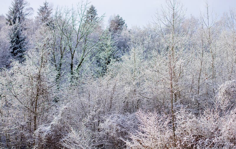 The Branches of the Forest Trees Frozen after the Intense Cold of the ...