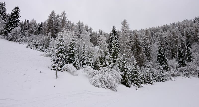 The Great Forests of the North Covered with Fresh Snow Stock Photo ...