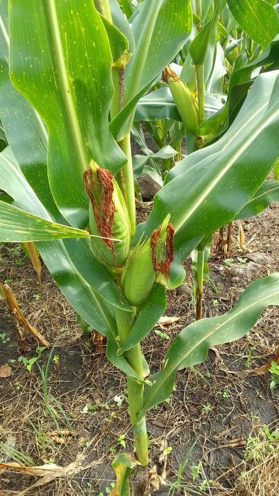 Corn on rocky ground stock image. Image of good, corn - 266371603