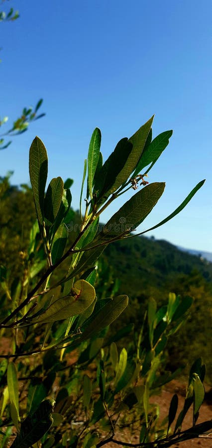 Allah s creation nature stock photo. Image of food, wildflower - 180338082