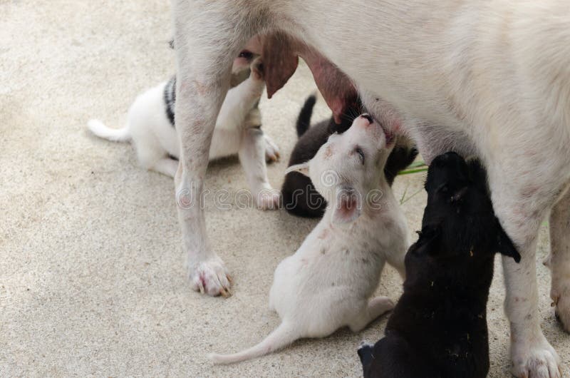 Allaiter le chien image stock. Image du allaiter, crabot - 41981599