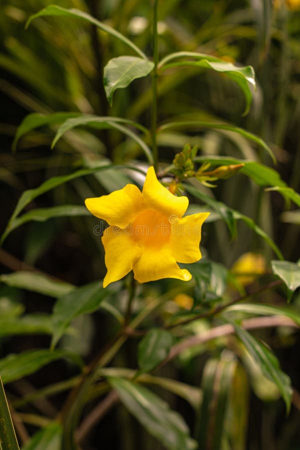 Allamanda cathartica stock photo. Image of nature, wildflower - 271722526