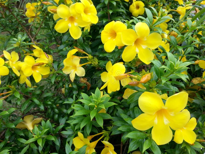 Allamanda cathartica stock photo. Image of allamanda - 42694804