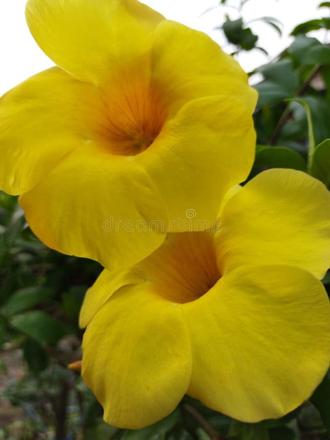 Allamanda Cathartica Flower - Bunga Terompet Emas Stock Image - Image ...