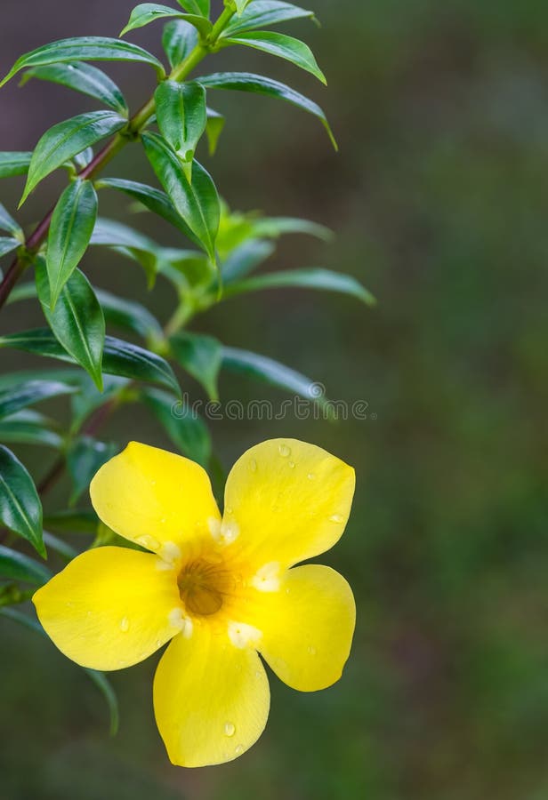 Wild Allamanda, Yellow Mandevilla, Pentalinon Luteum, Formerly ...