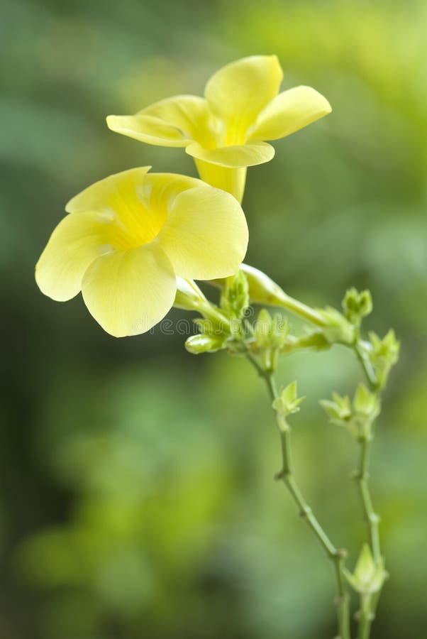 Allamanda, Flor Amarela Bonita Foto de Stock - Imagem de colheita ...