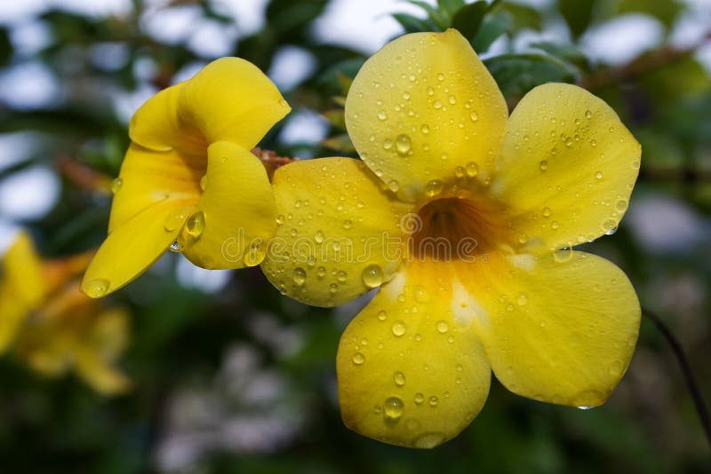 Allamanda flower stock image. Image of beauty, closeup - 97837717