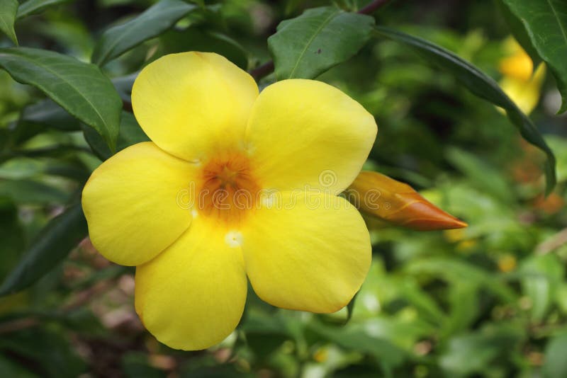 Allamanda flower stock image. Image of blossom, apocynaceae - 26737057